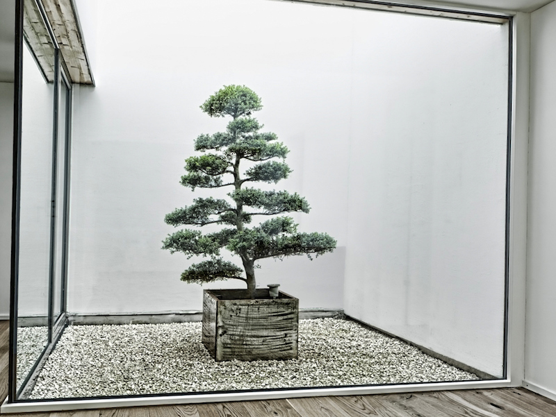 Tuin Bonsai bomen - Bonsai Empire